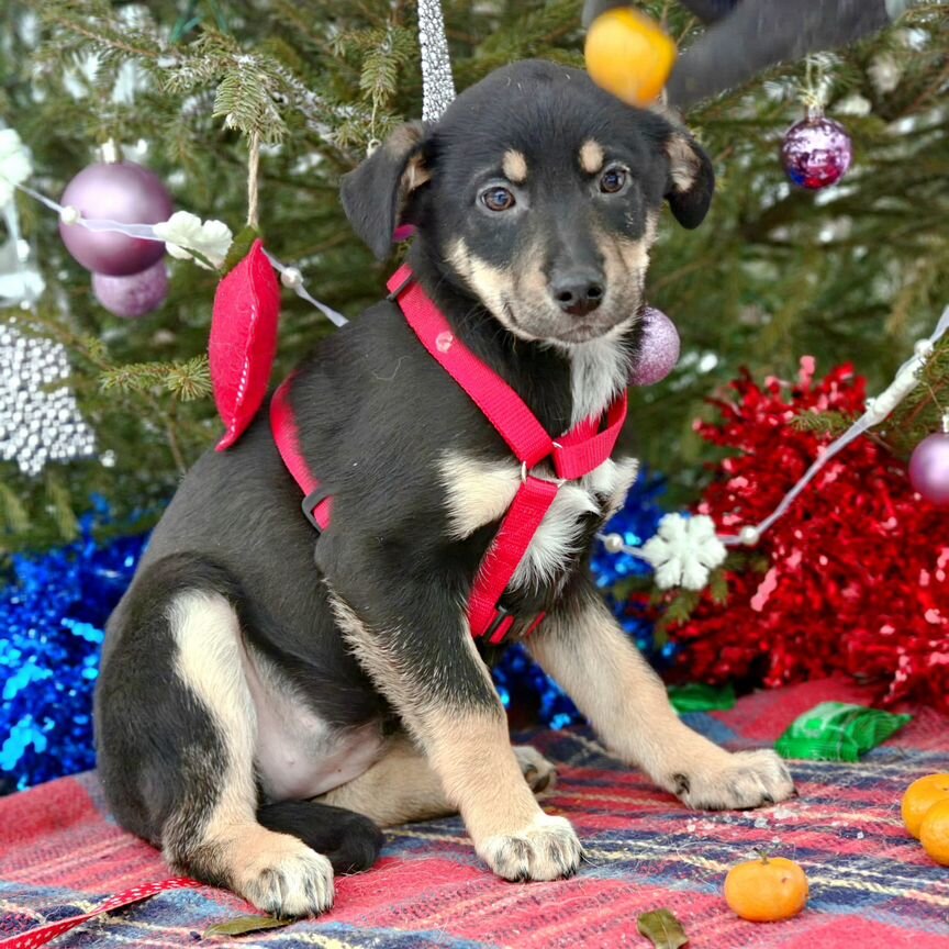 Щенок в добрые руки. Дороти