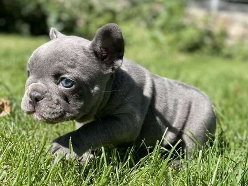 Французский бульдог щенки мини