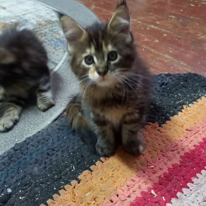 Мейн-кун кошечка