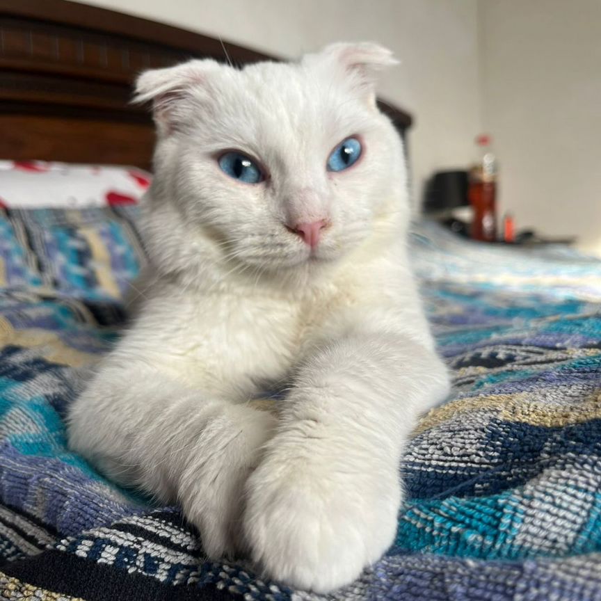 Супер котик Арчи для добрых людей