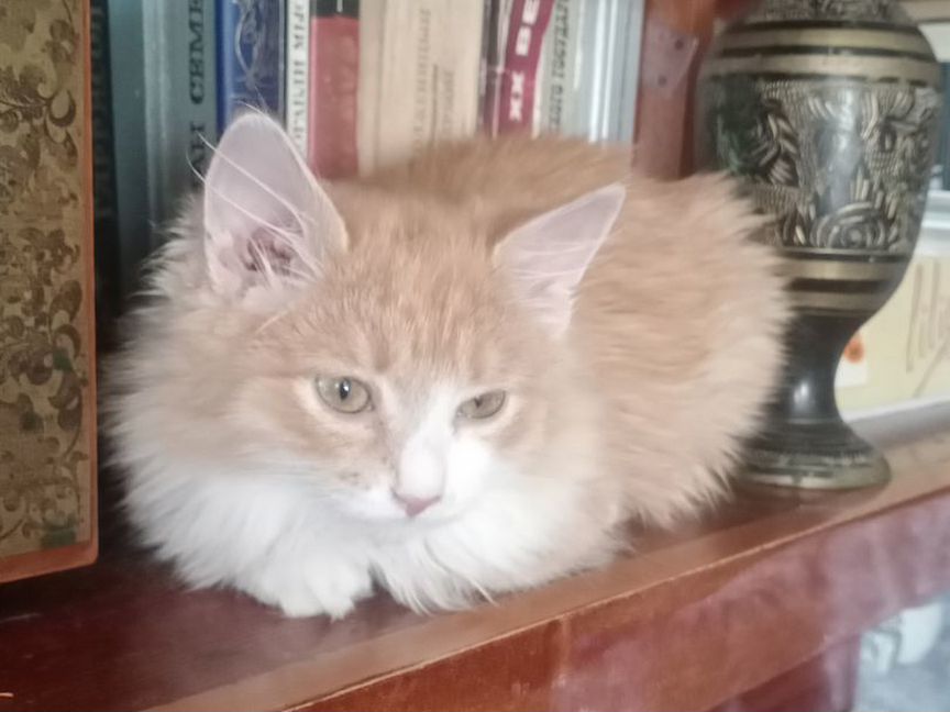 В добрые руки