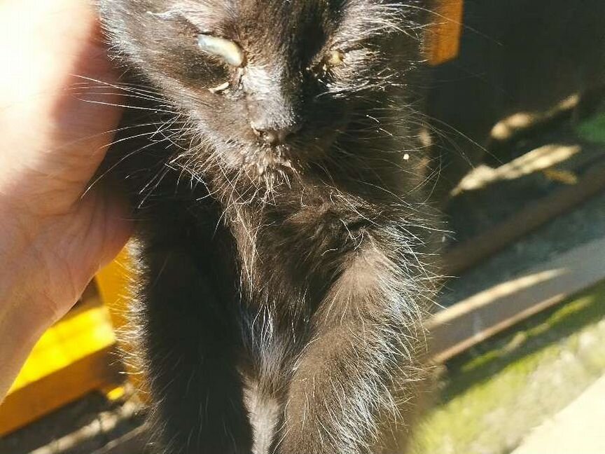 Котята с промзоны