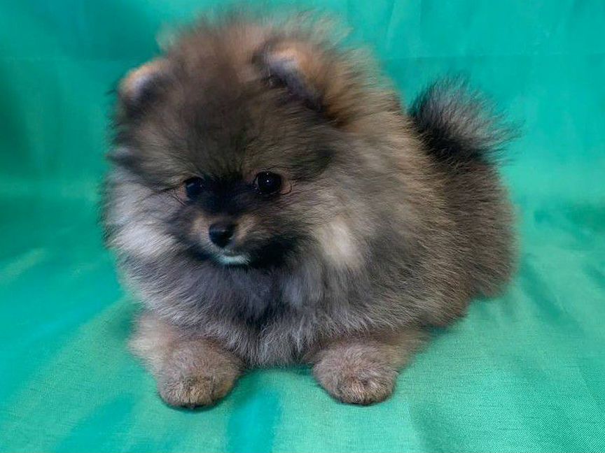 Померанский шпиц щенки