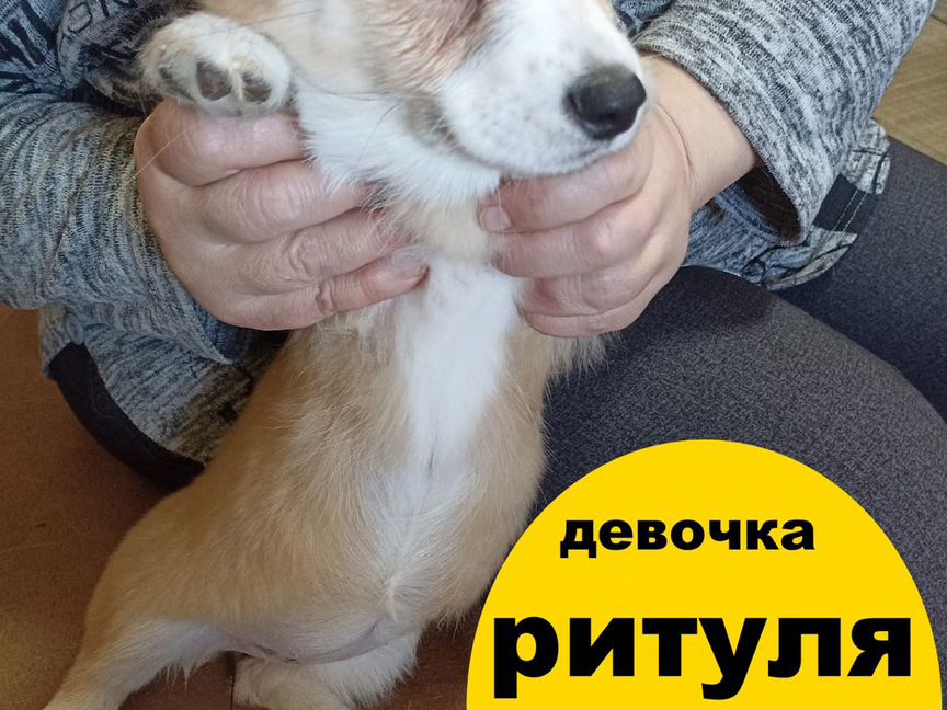 Малыши вельш корги пемброк