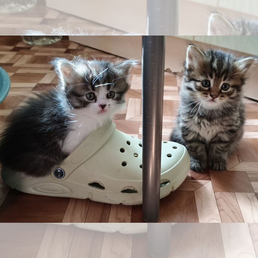 Шотландский прямоухий короткошёрстный котёнок