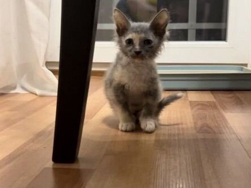 Котята