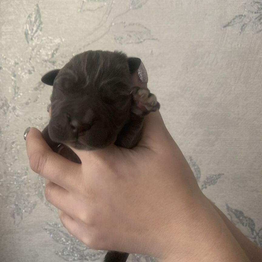 Щенки кане корсо