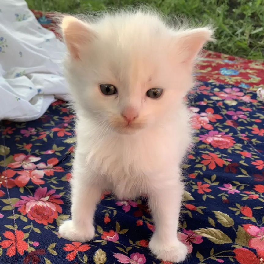 Котёнок в добрые руки