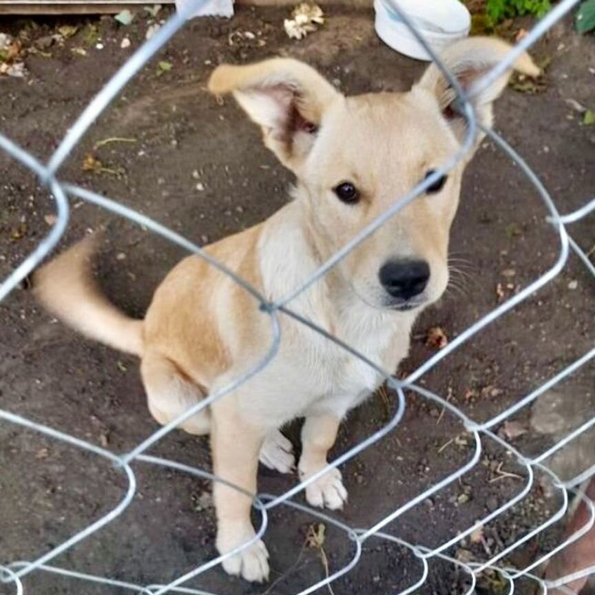 Отдаю щенка