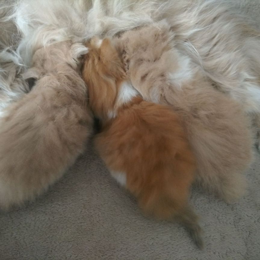 Персидские котята