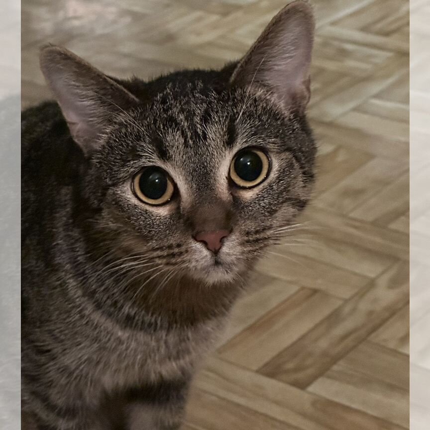 Кошка Ася 1,5 года