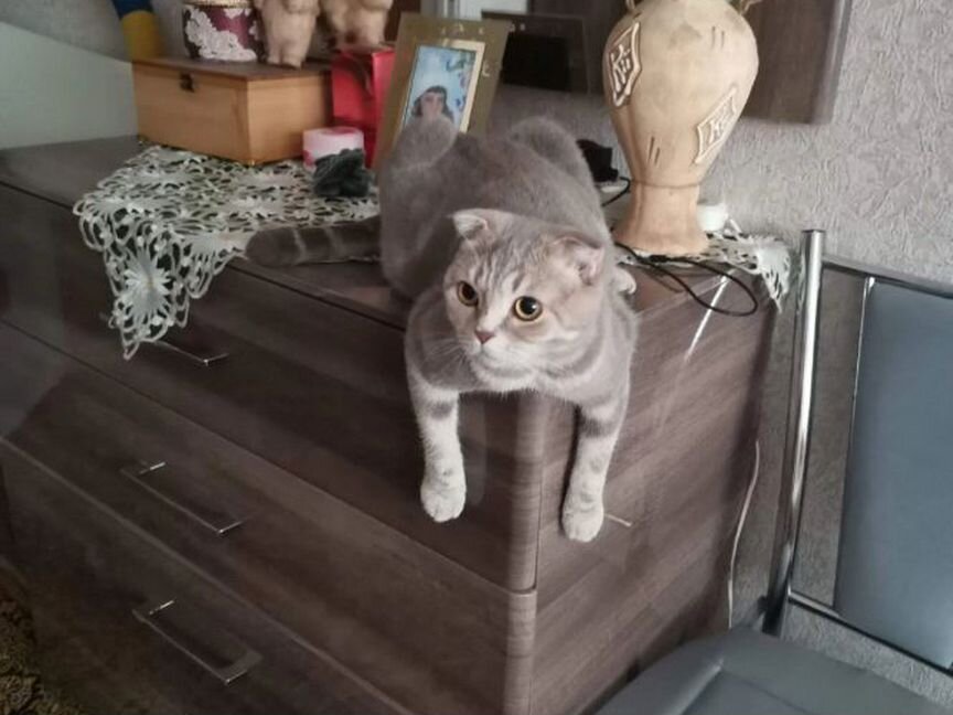 Шотланка кошечка, возраст 2,10мес