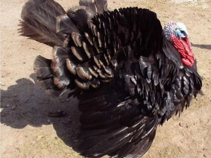 Индюки на племя