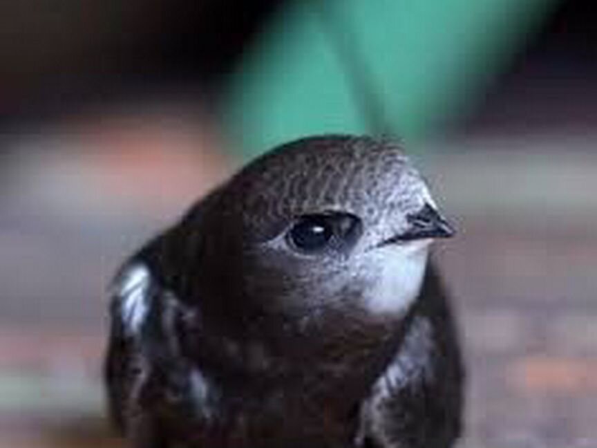 Корм для стрижей, стрижа