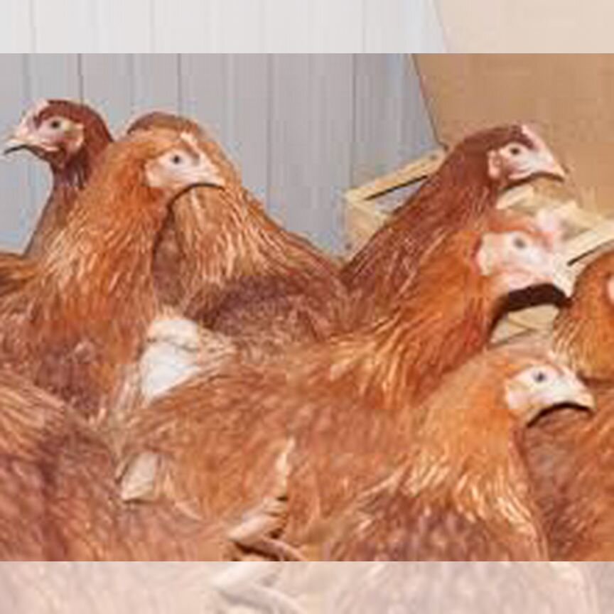 Продам молодок простой несушки