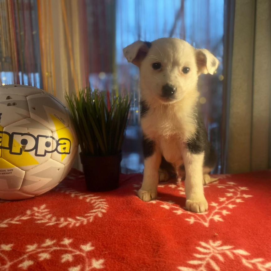 Бим в поисках родителей