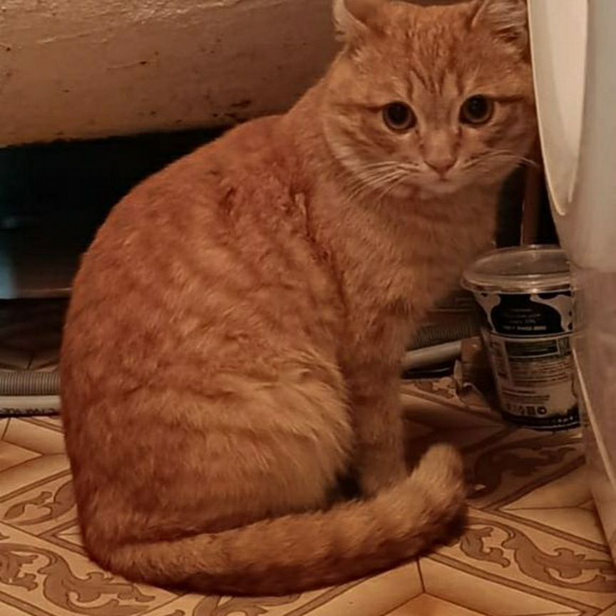 Котик в добрые руки