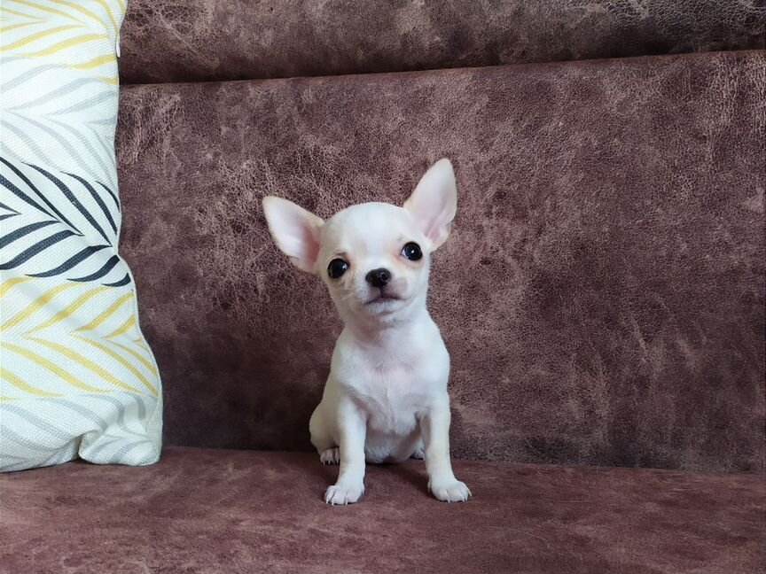 Чихуахуа супер мини девочка