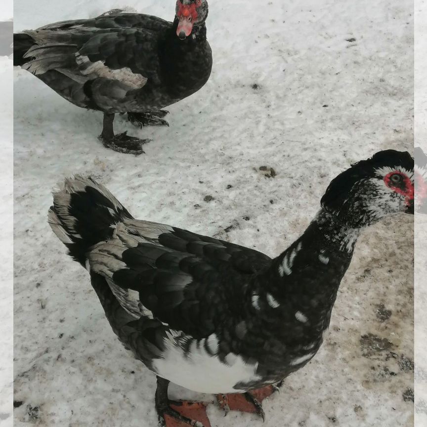 Продам Индоуток