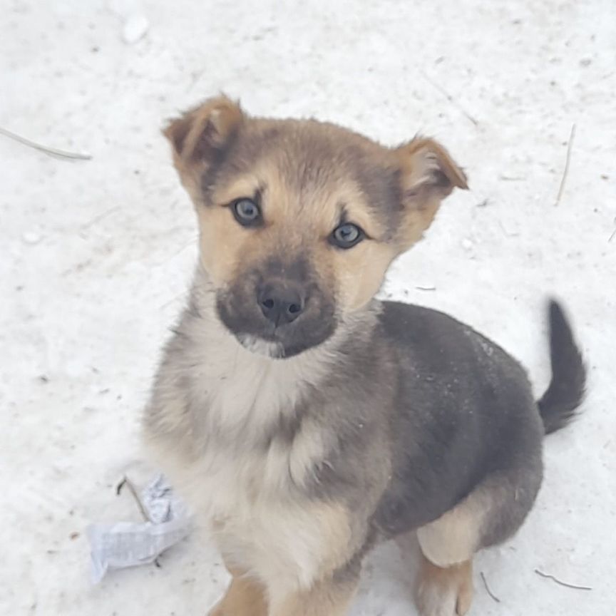 Шенки в добрые руки