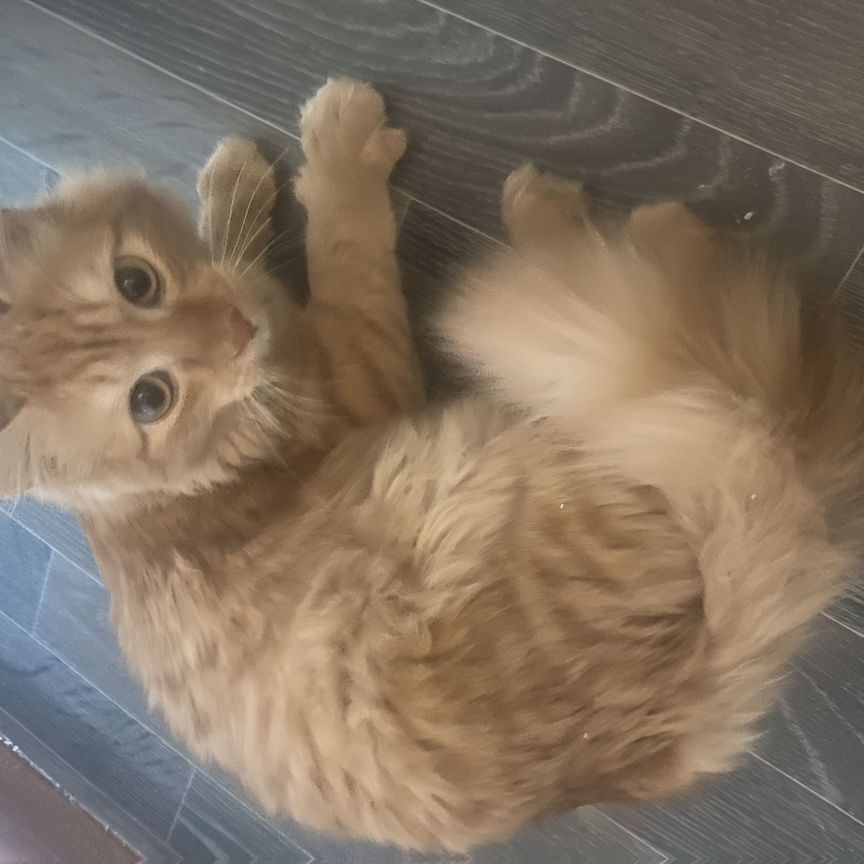 Мейн-кун котёнок