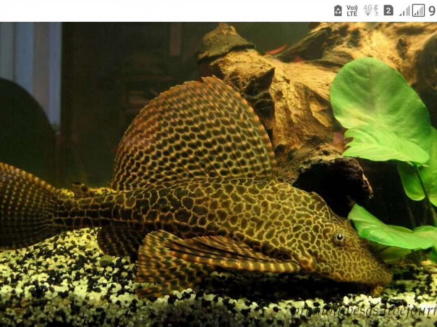 Сом парчовый