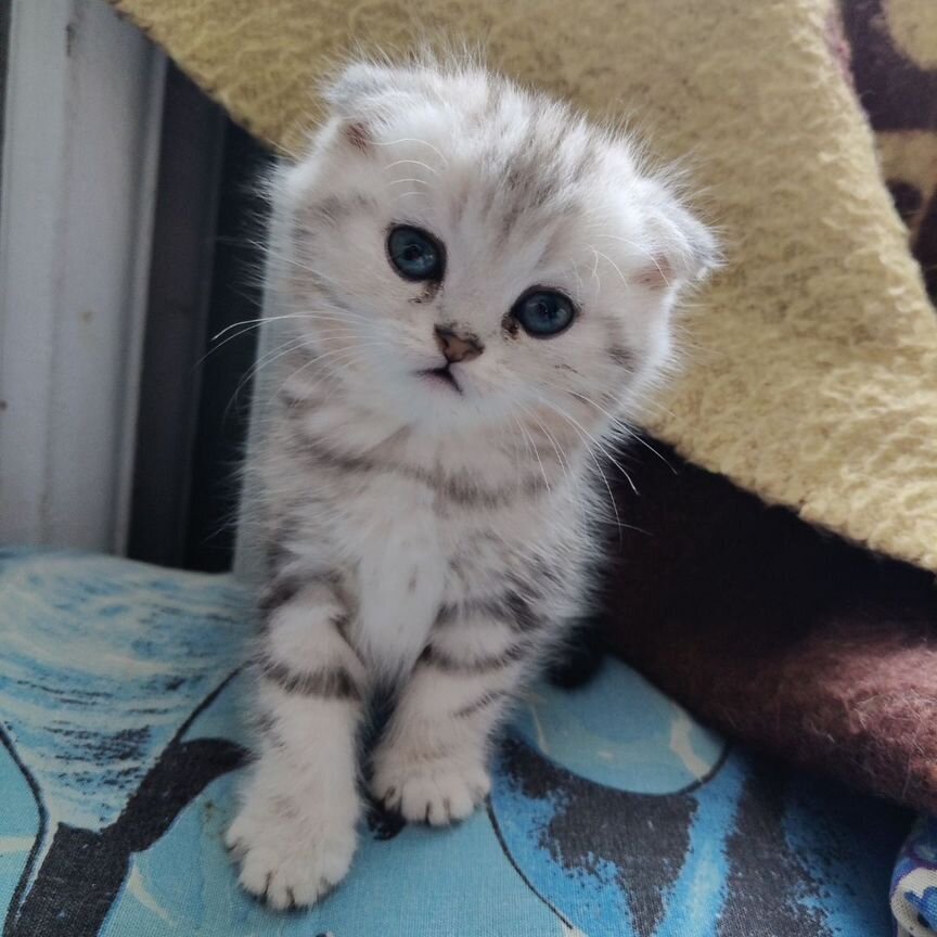 Шотландский вислоухий короткошёрстный котёнок