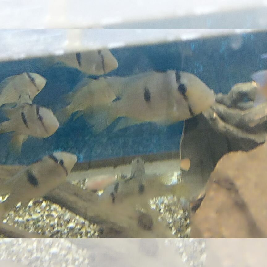 Аквариумные рыбки