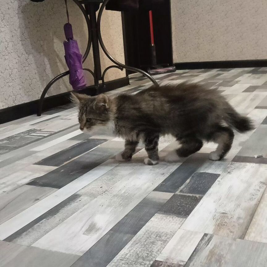 Отдам в хорошие руки котенка