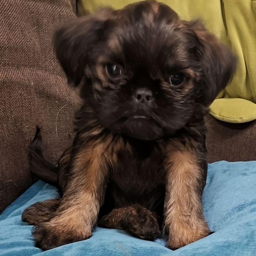 Брюссельский гриффон, щенок