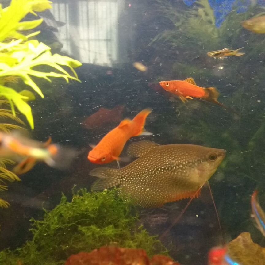 Рыбки меченосцы