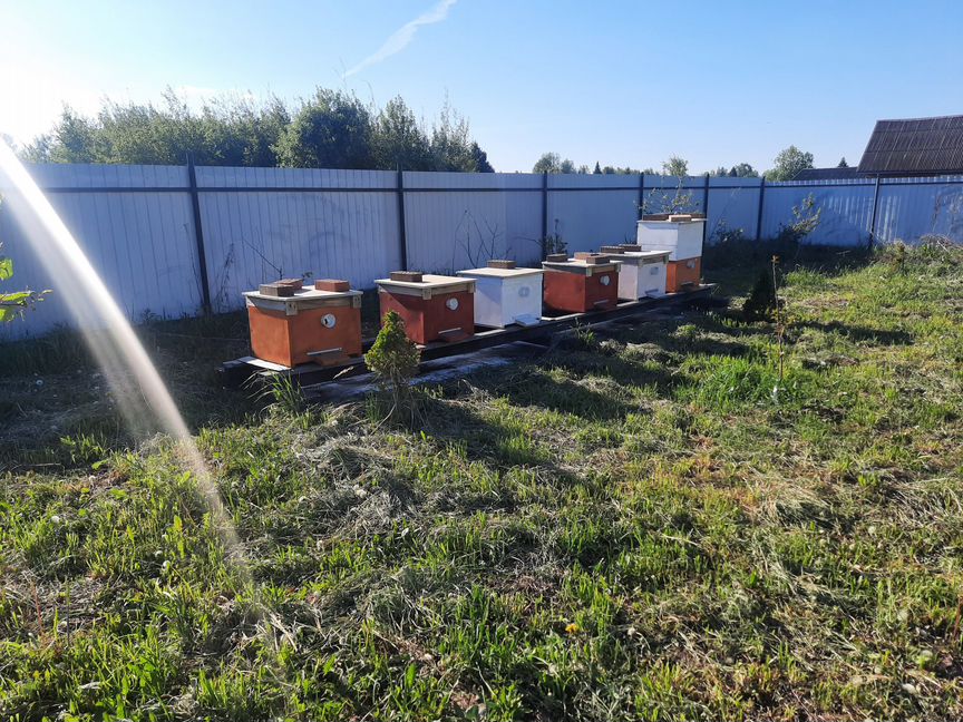 Семья бакфаст. Пчелы с домиком