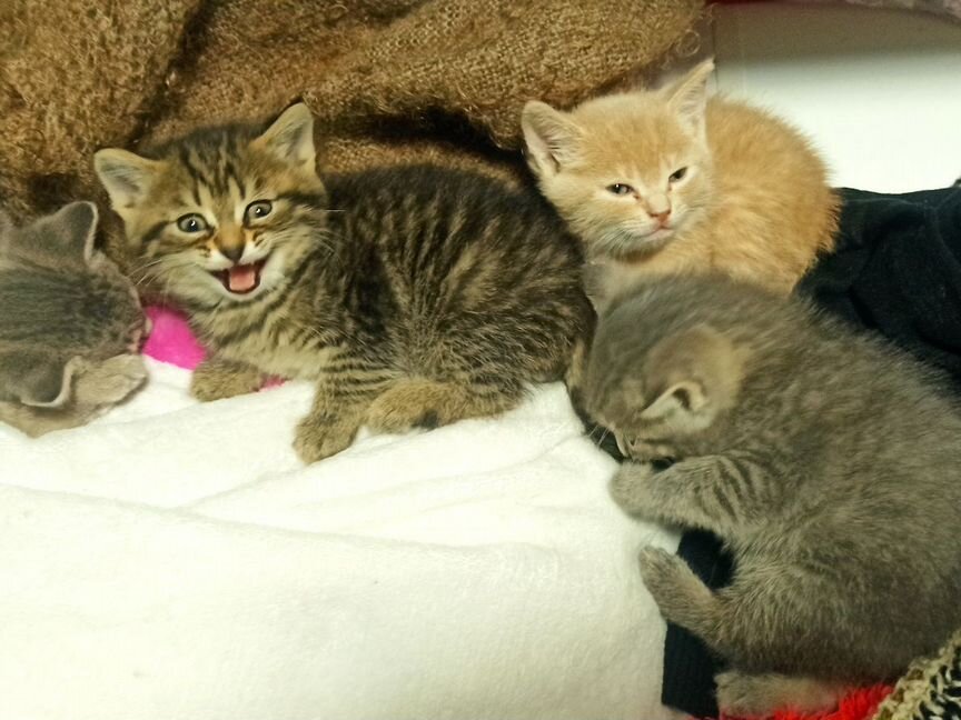 Британские котята