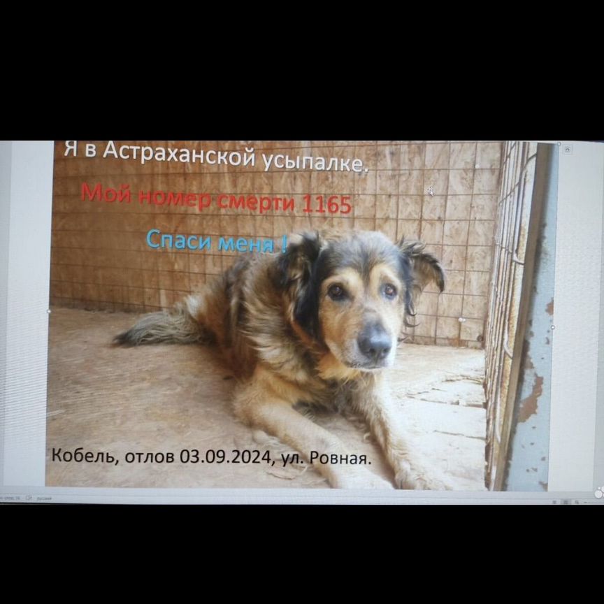 Спасите от смерти