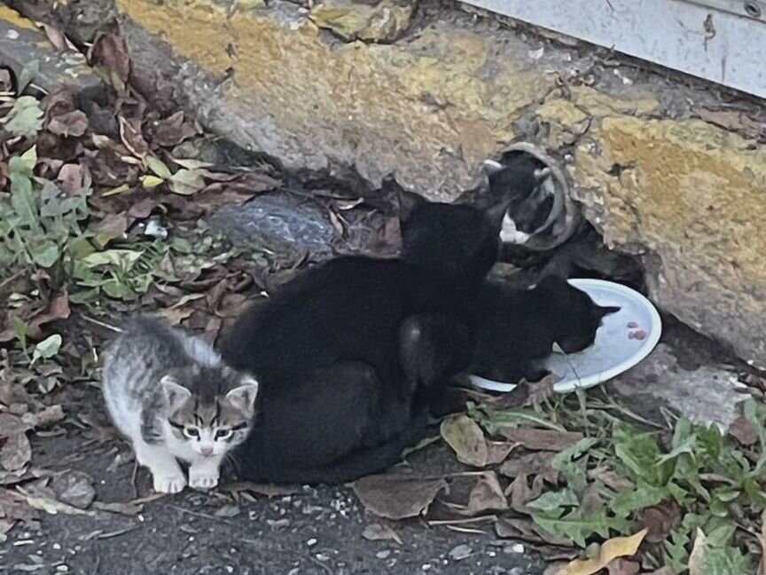 5 котят нуждаются в тёплом доме