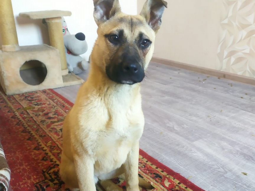 Очень нужен добрый хозяин для веселого щенка