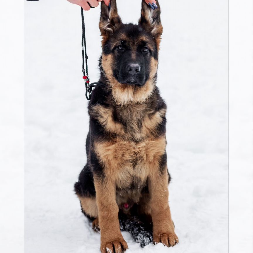 Щенки породы немецкая овчарка