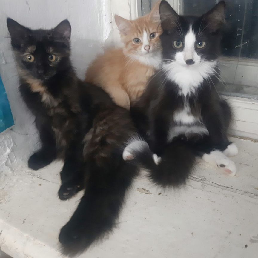 Замечательные котята в добрые руки