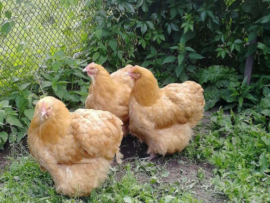 Куры орпингтон и доминант