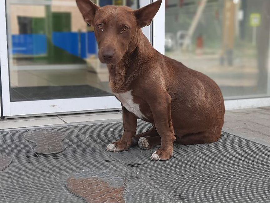 Маленькие собачки в добрые руки