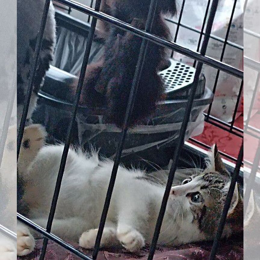 Миниатюрная и милашная девочка Маури ищет дом