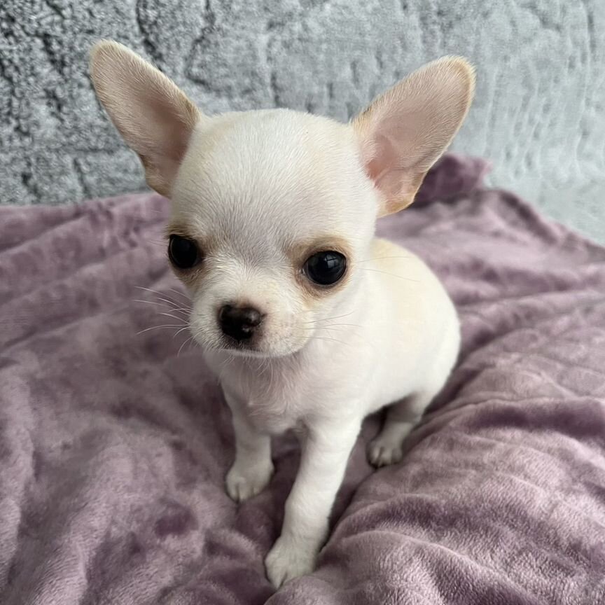 Щенки чихуахуа