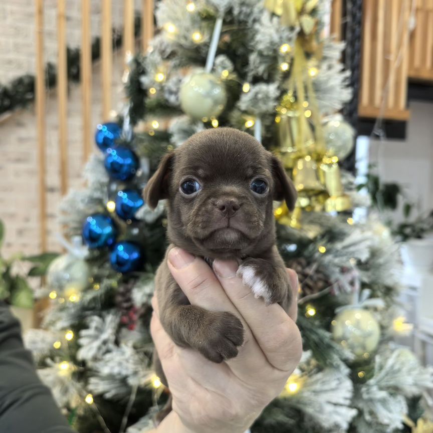 Щенки чихуахуа