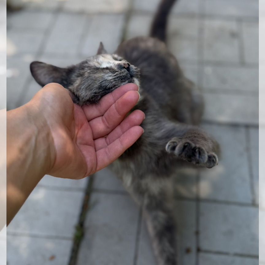 Котёнок в добрые руки