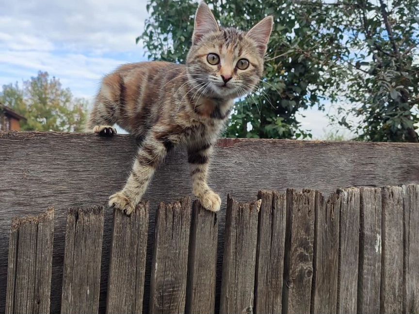 Котенок в добрые руки