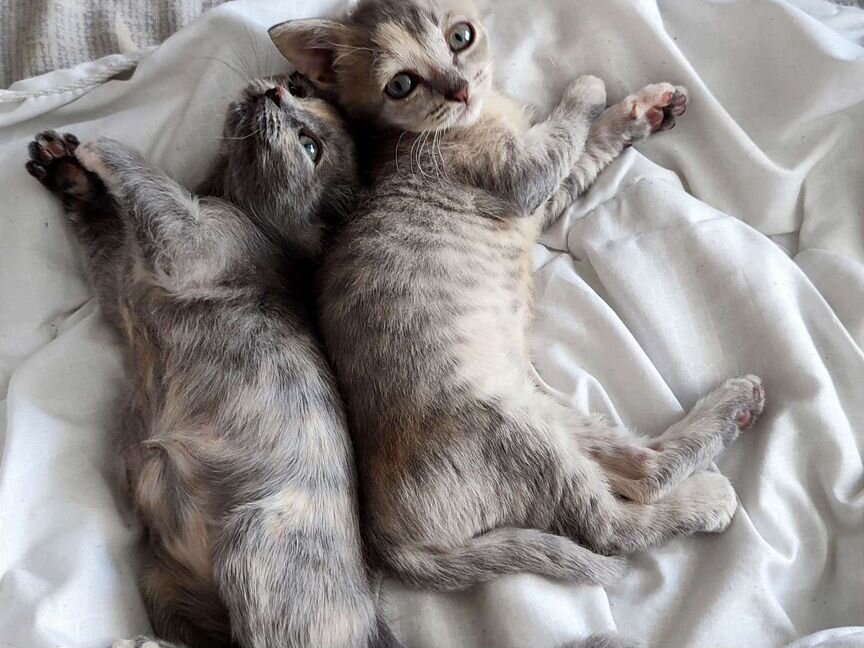 Две маленькие кошечки