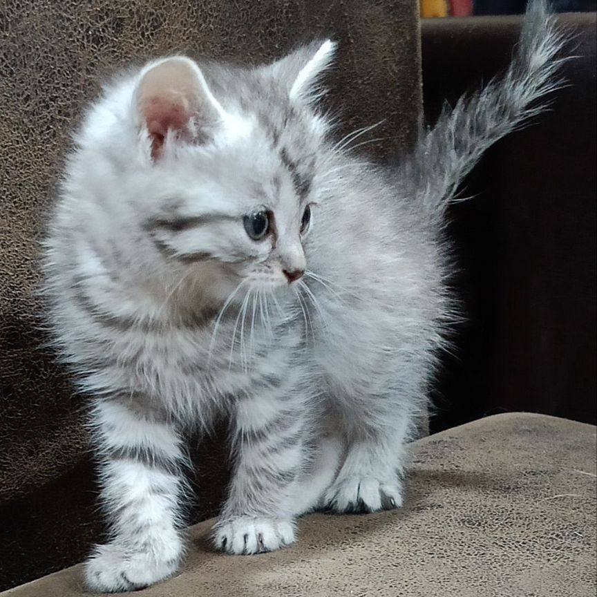 Котята в добрые руки бесплатно