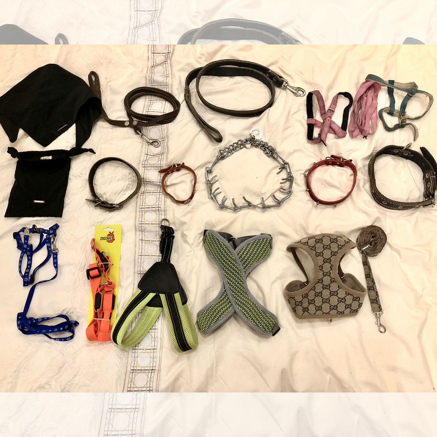 Ошейник поводок шлейка Gucci для собак кошек