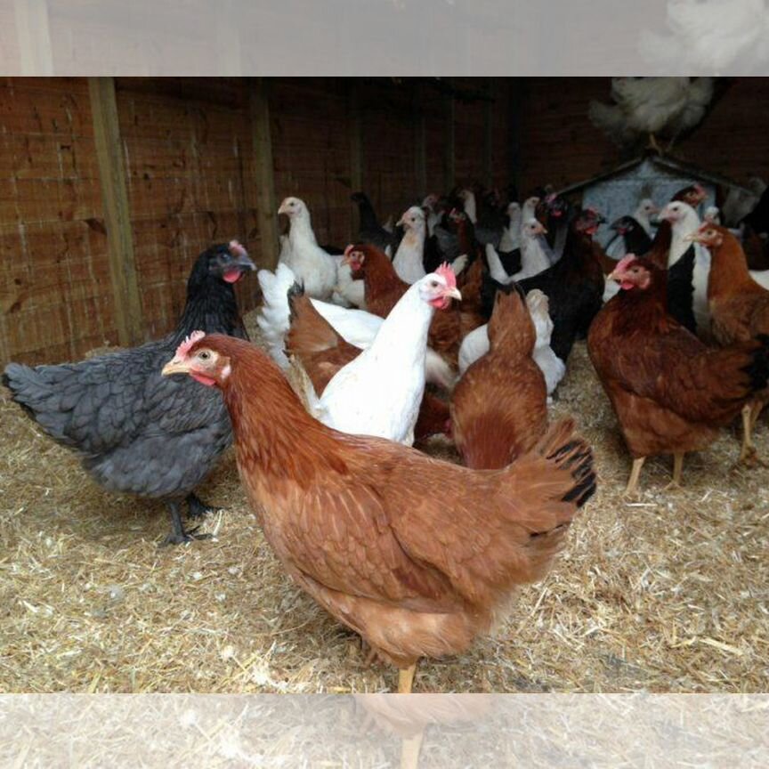 Куры молодки несушки домашние