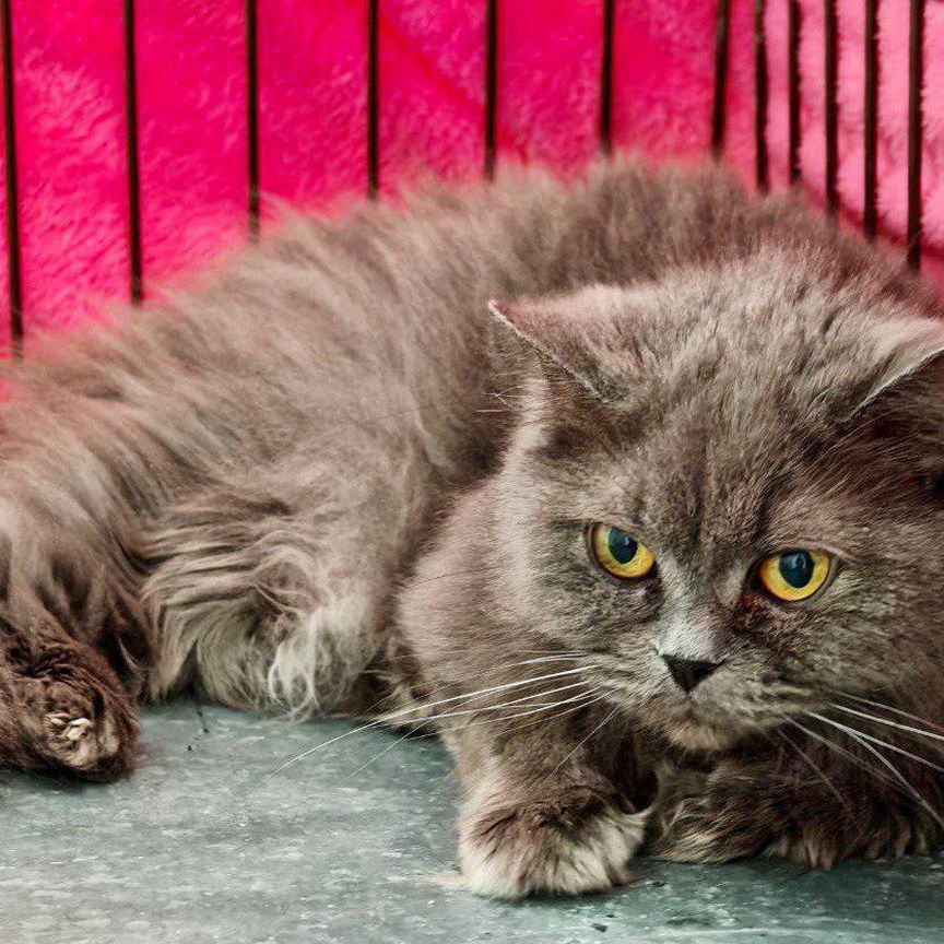 Серая кошечка